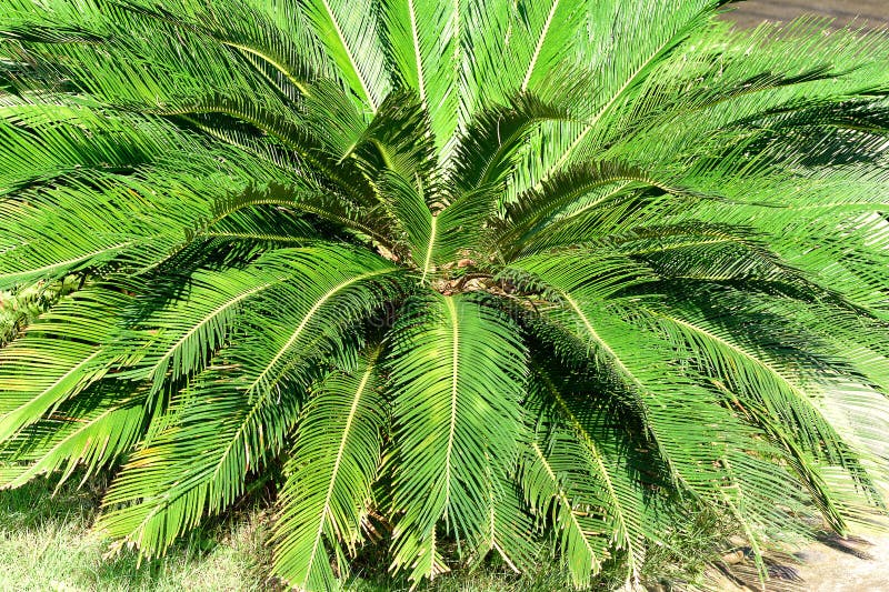 Cycads stock photo. Image of cycad, seed, plant, dioecious - 74768800