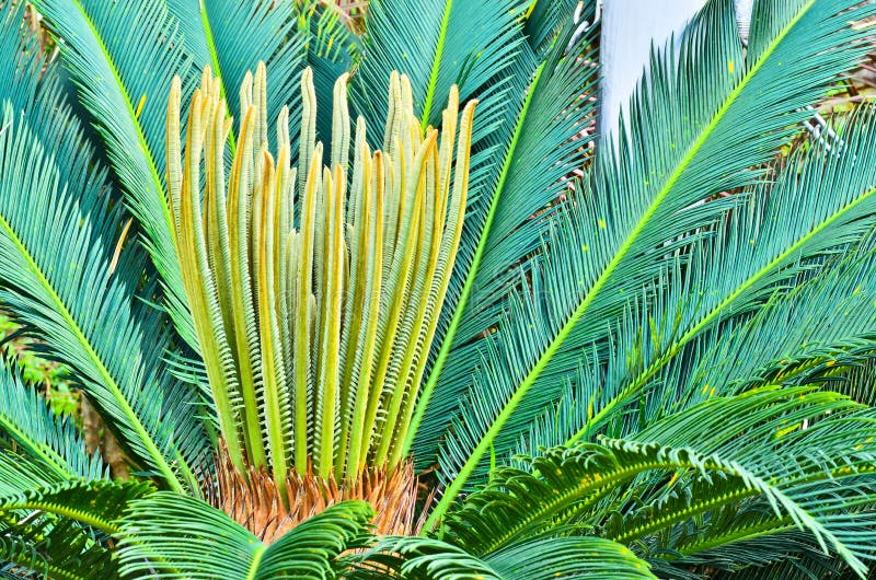 Cycads is a Palmlike Plant of Tropical and Subtropical Regions, Stock ...