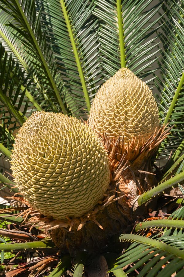 5,184 Cycas Stock Photos - Free & Royalty-Free Stock Photos from Dreamstime
