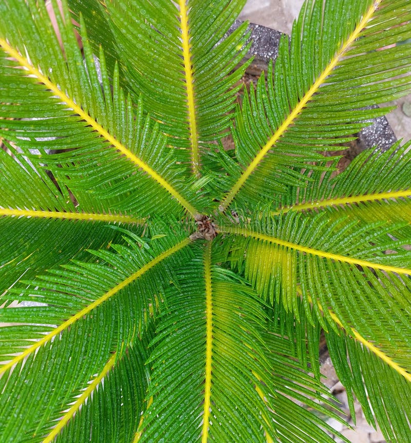 Cycas Circinalis, Also Known As the queen Sago Stock Photo - Image of ...