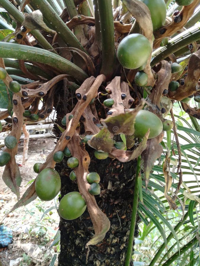 Cycas Micronesica Fruit Perched on a Tree in the Garden Stock Image ...