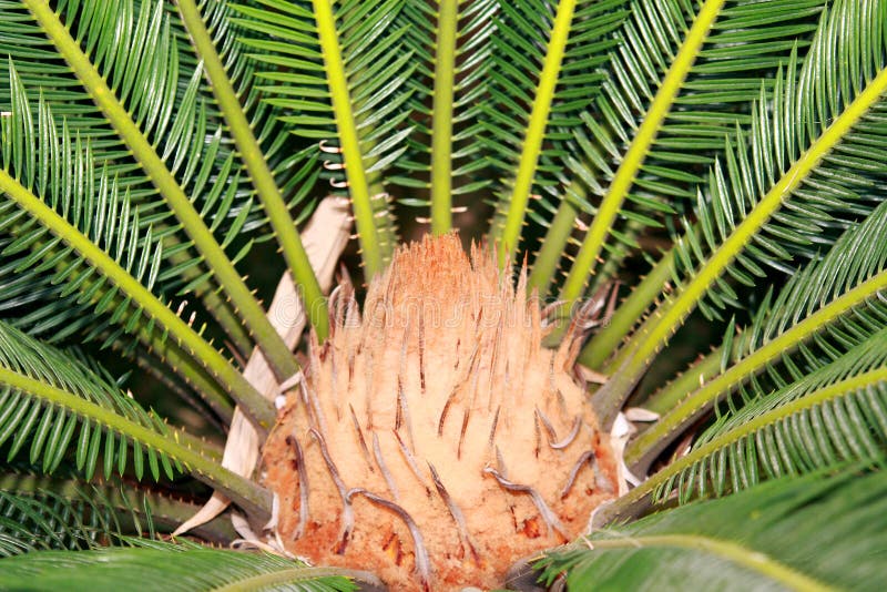 Cycas palm stock image. Image of large, flora, palms - 24472259