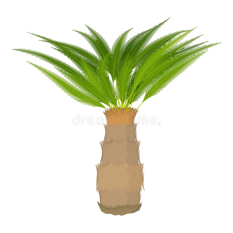 Cycads Drawing