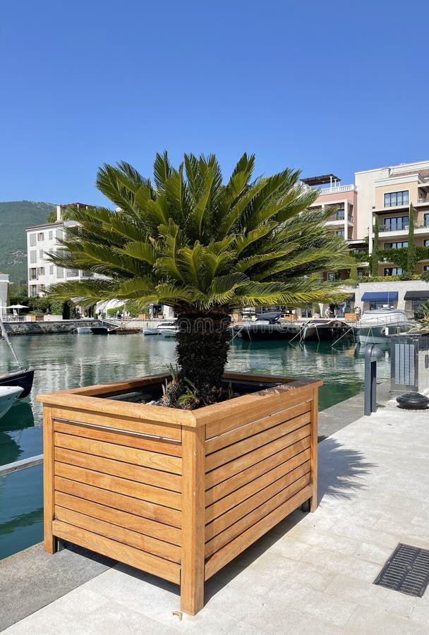 Cycas Palm Tree in a Large Wooden Planter Stock Photo - Image of ...