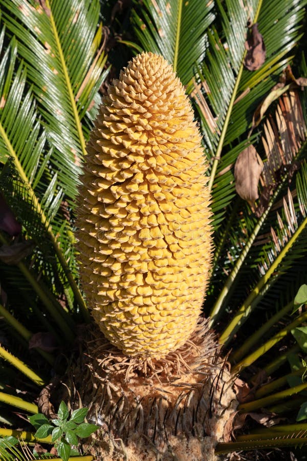 Cycas revoluta stock image. Image of closeup, botany - 289918655