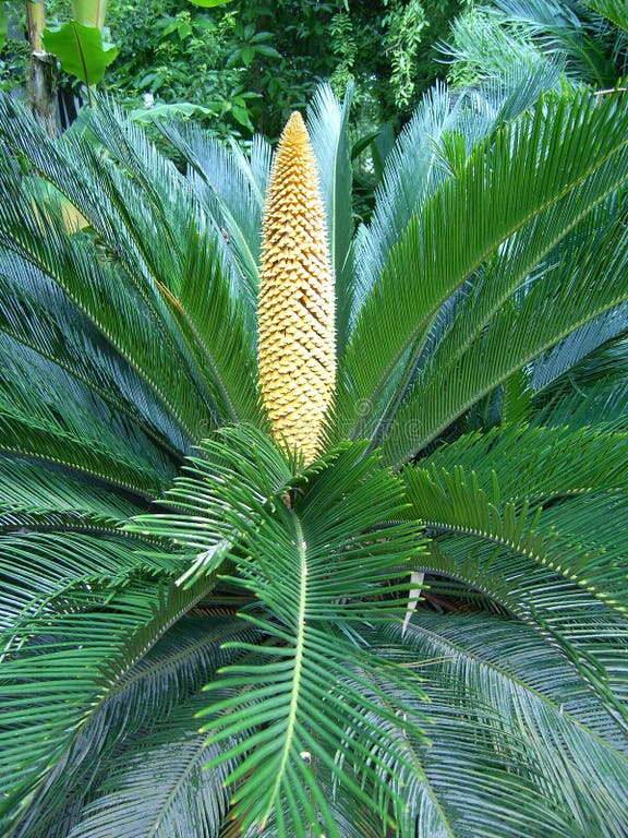 Cycas revoluta stock image. Image of cone, male, cycas - 4775303