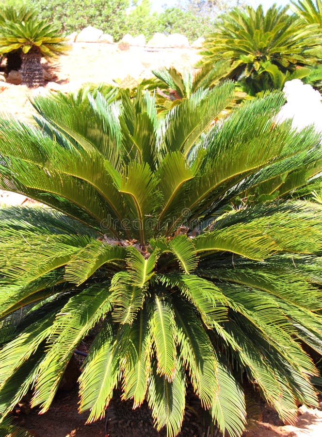 Cycas revoluta,King Sago stock photo. Image of ornamental - 34929208
