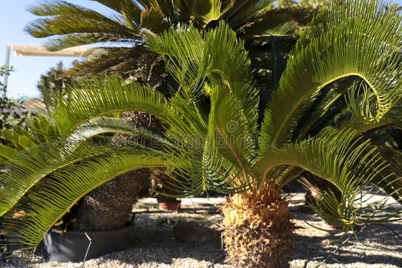 Cycas Revoluta Plant in the Garden Under the Sun Stock Image - Image of ...