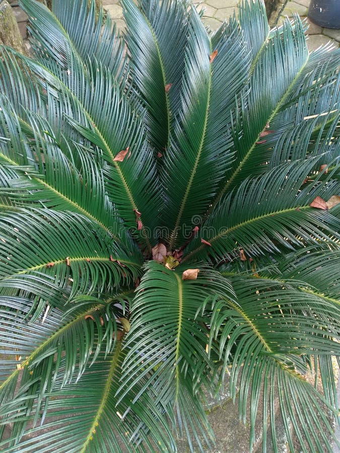 153 Cycas Fruit Stock Photos - Free & Royalty-Free Stock Photos from ...