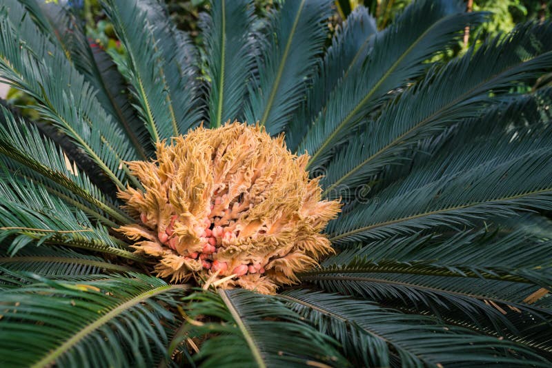 Japanese Mature Closeup Open Stock Photos - Free & Royalty-Free Stock ...