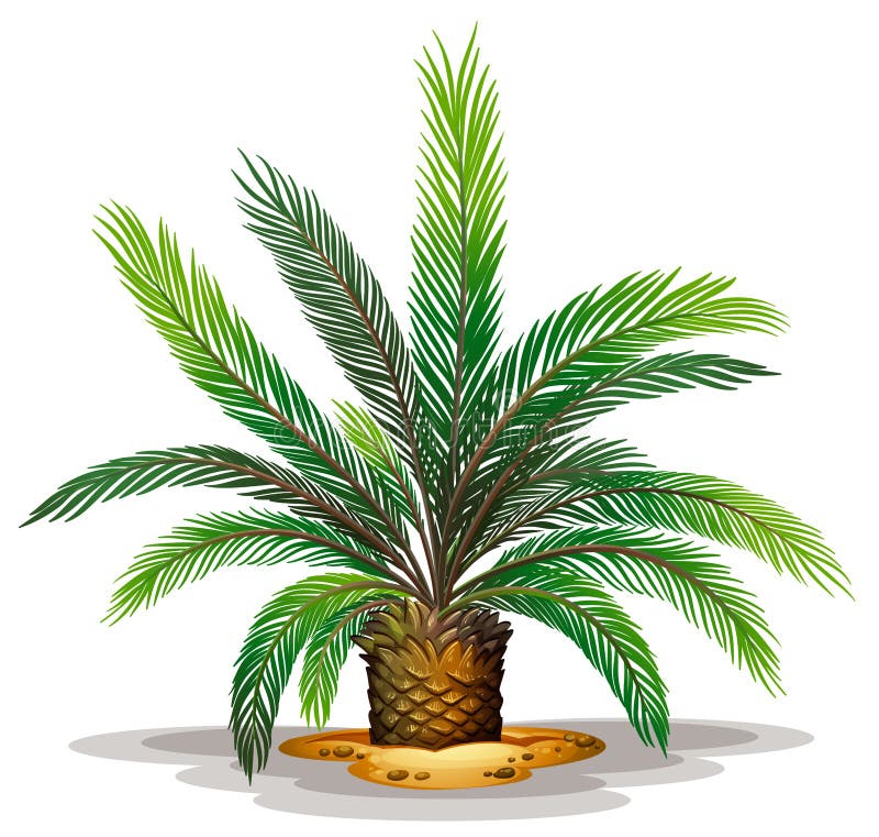 Cycas revolute stock illustration. Illustration of graphic - 34202974