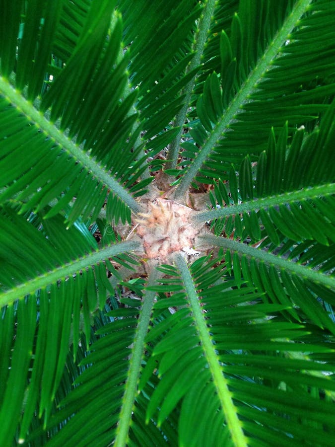 Cycas Rumphii, Commonly Known As Queen Sago or the Queen Sago Palm in ...