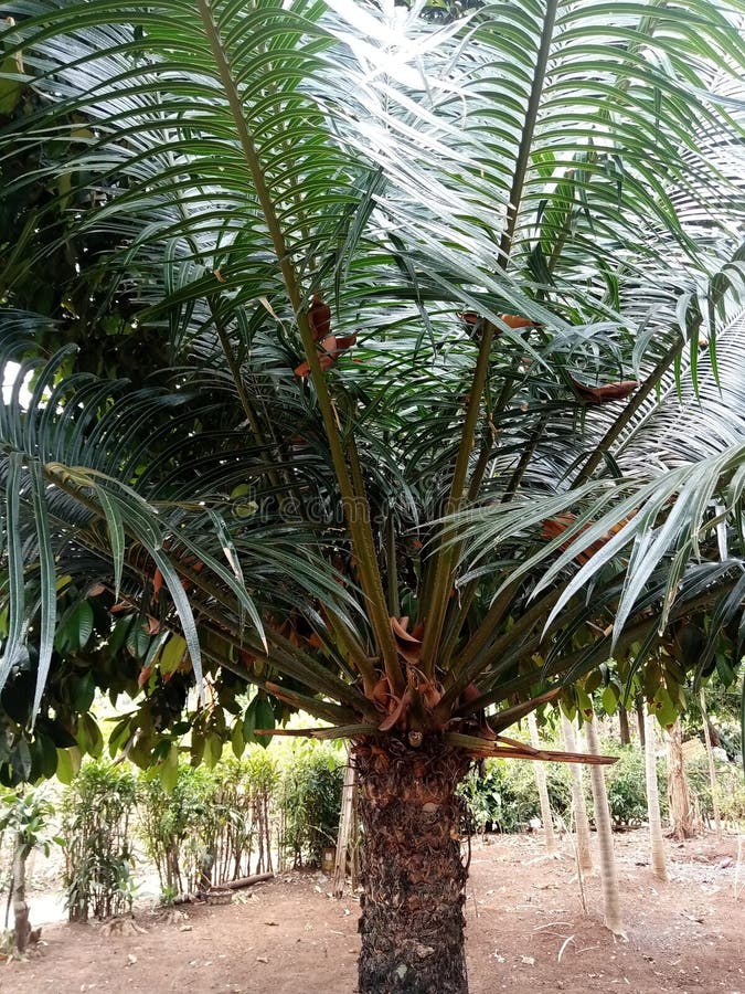 Cycas Rumphii Queen Sago queen Sago Palm, a Standing Sago Palm Tree ...