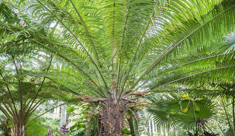 Zululand Cycad stock photo. Image of cycad, jardim, floral - 18708642