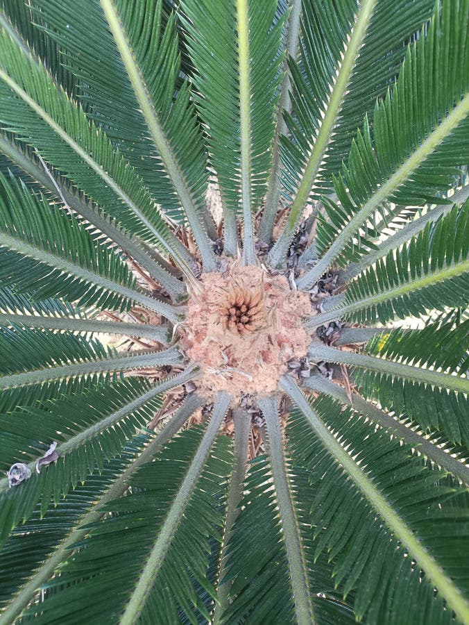 Cycas Seen from Above Form a Very Beautiful Circle Stock Photo - Image ...