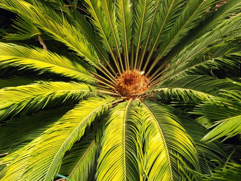 Cycas Sphaerica Plant Closeup Stock Photos - Free & Royalty-Free Stock ...