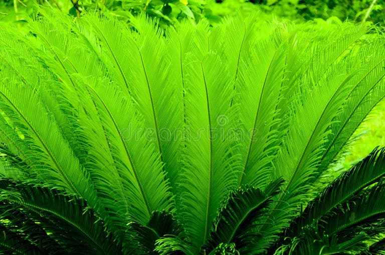1,276 Beautiful Cycas Tree Stock Photos - Free & Royalty-Free Stock ...