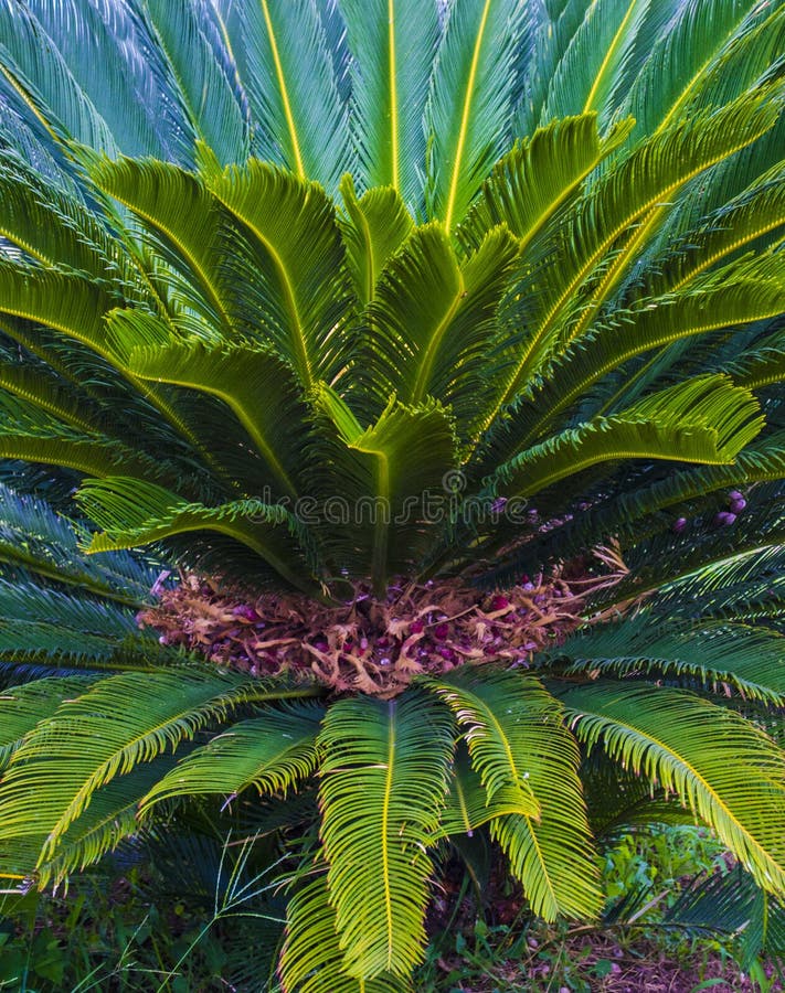 Cycas Tree or Japanese Sago Palm with Green Feather Like Leaves and ...