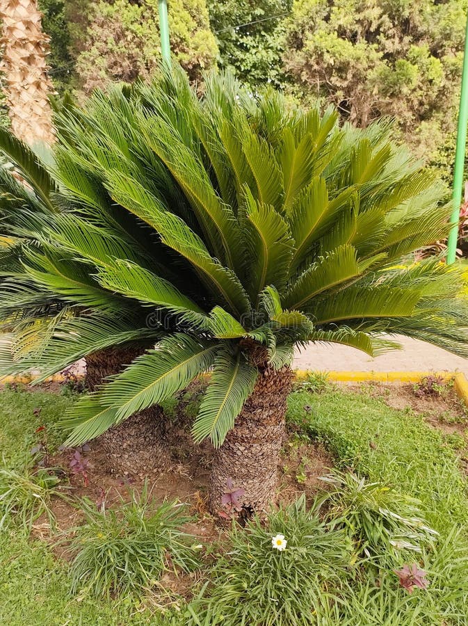 Cycas tree, palm tree . stock photo. Image of plant - 281426372