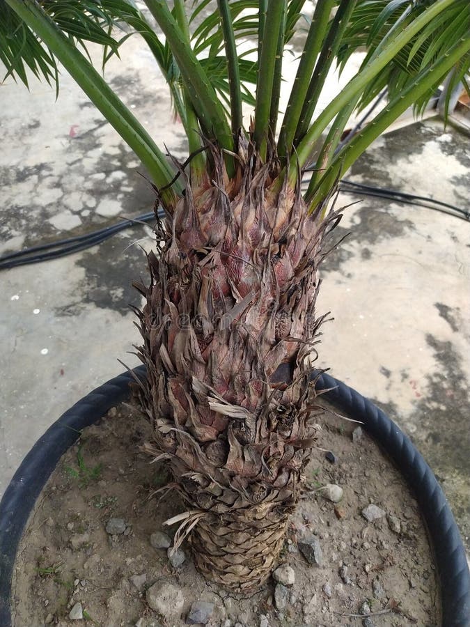 Cycas Tree Trunk Growing in a Pot Stock Photo - Image of flower, cycas ...