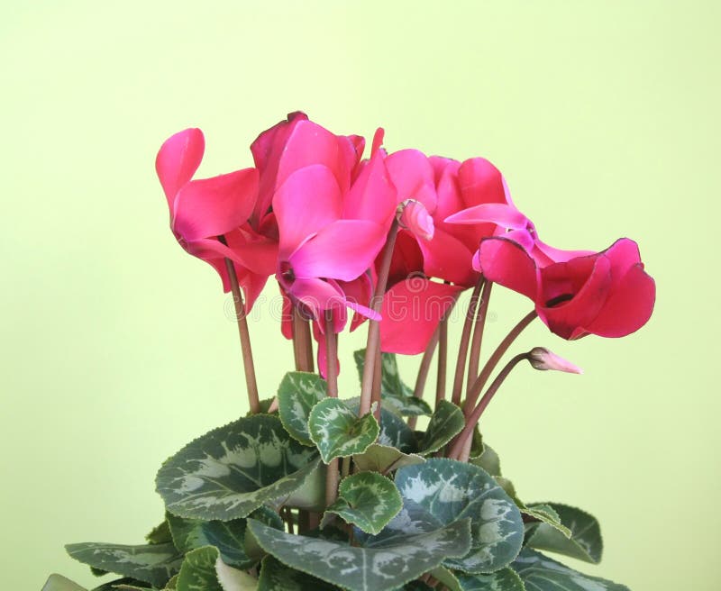 Cyclaam stock afbeelding. Image of nave, installatie - 16605165