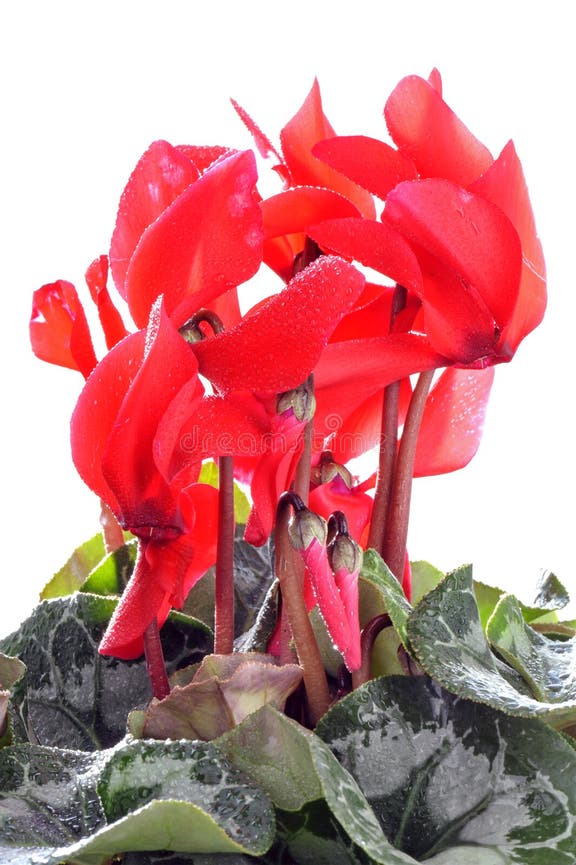 Cyclamen stock photo. Image of flowers, bright, horticultural - 12621644