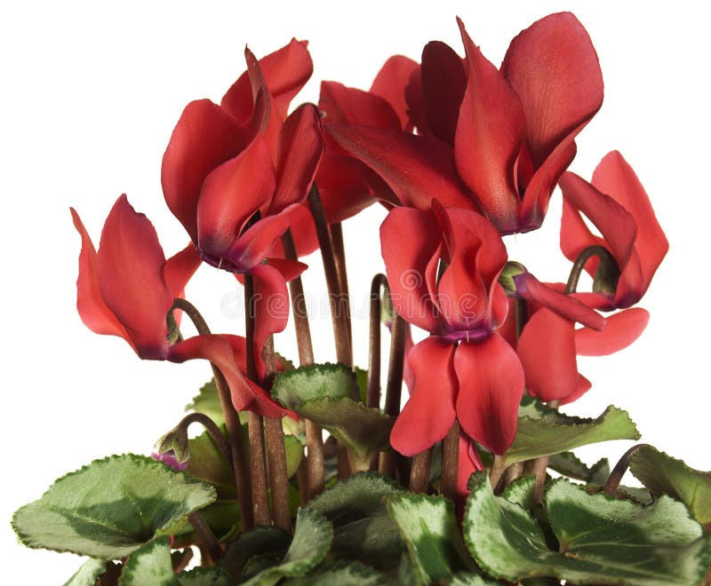 Red cyclamen stock photo. Image of potplant, cyclamen - 138260448