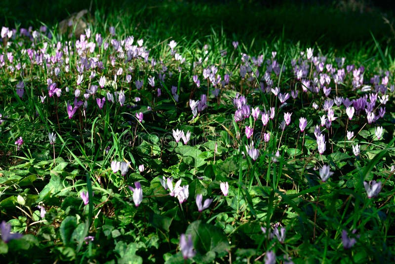 Crecimiento De Flores De Cyprium Del Ciclamen En Un Bosque Imagen de ...