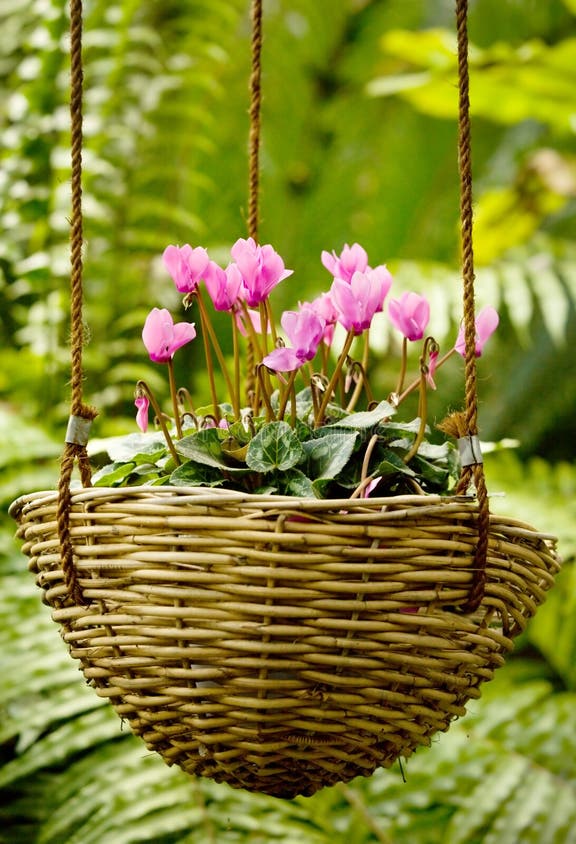 Cyclamen basket stock image. Image of basket, garden, wicker - 1827871