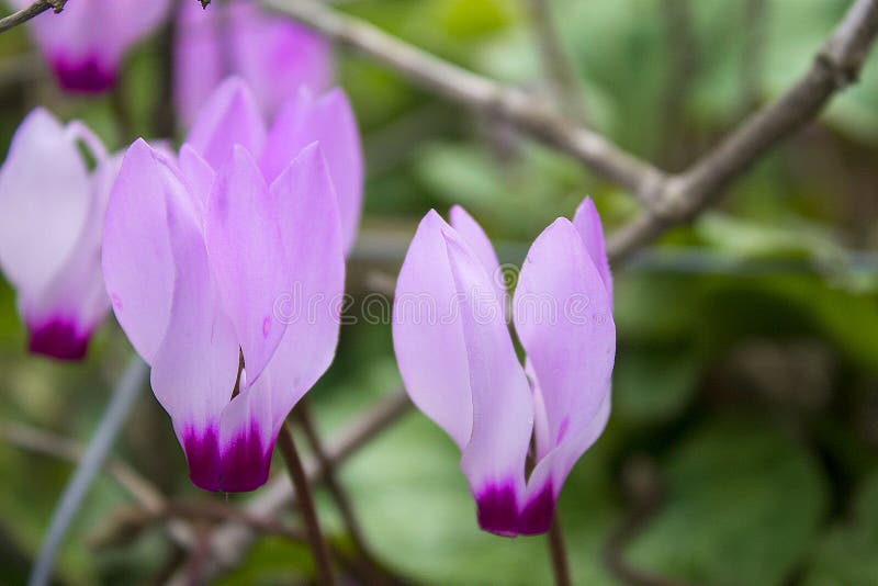 The Cyclamen Blooming in Israel Stock Photo - Image of wild, pink ...