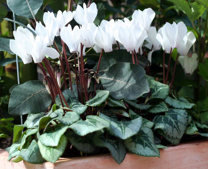 Cyclamen - Cyclamen Persicum Stock Image - Image of color, violet: 16241793