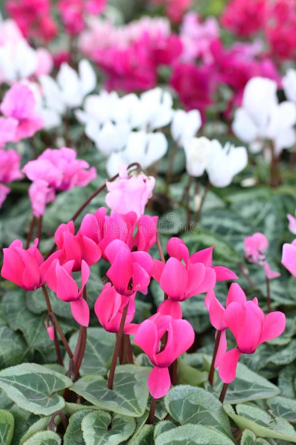 Red cyclamen stock photo. Image of potplant, cyclamen - 138260448