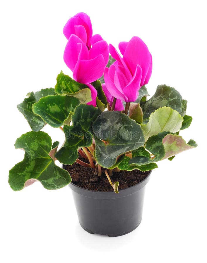 Cyclamen flowers in a pot stock image. Image of beauty - 175083157