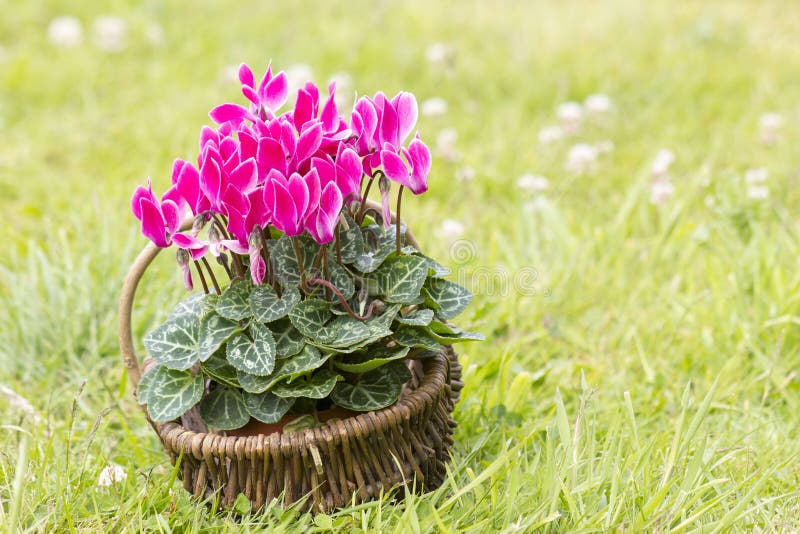 Cyclamen persicum stock photo. Image of garden, flora - 56259952
