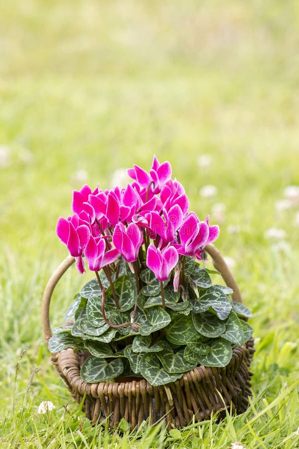 Cyclamen persicum stock image. Image of blossoming, bloom - 59681879