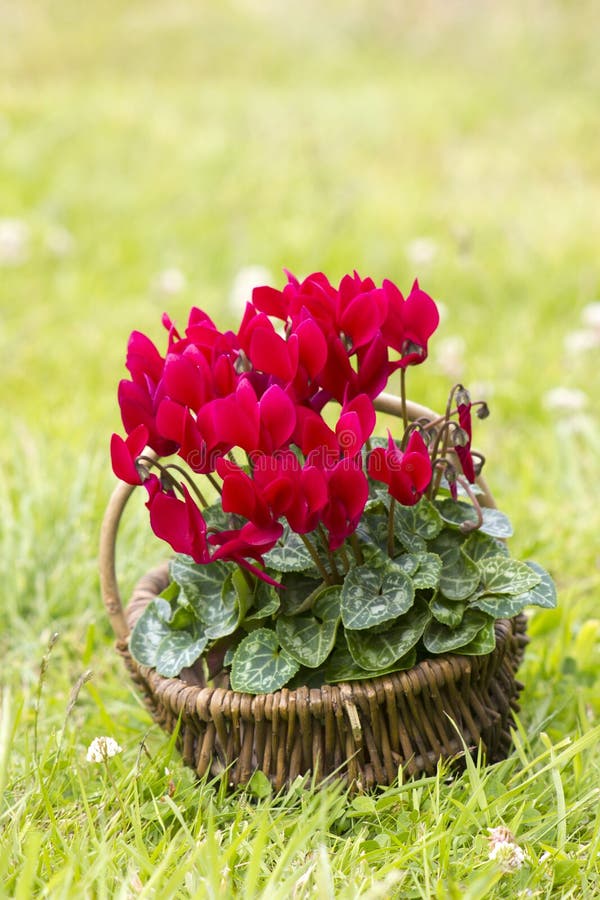Cyclamen persicum stock photo. Image of romance, leaf - 74880510