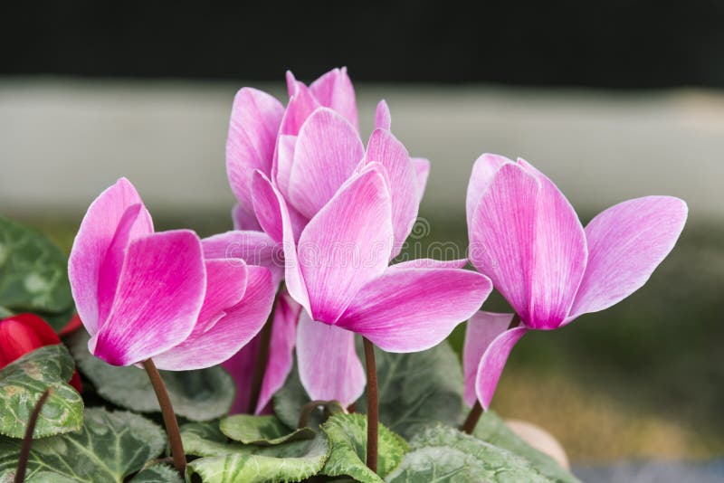 Cyclamen persicum Mill stock photo. Image of flora, cyclamen - 53037594