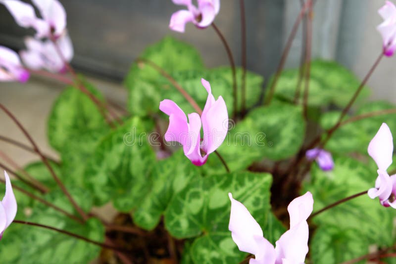 Cyclamen persicum stock photo. Image of fresh, colorful - 192288776