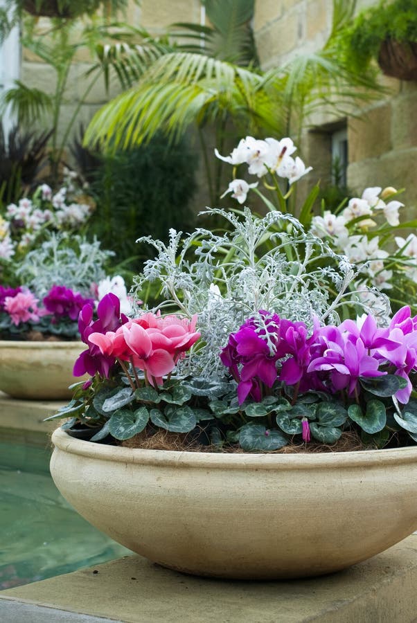 Cyclamen Plants in Beautiful Earthenware Pots Stock Photo - Image of ...