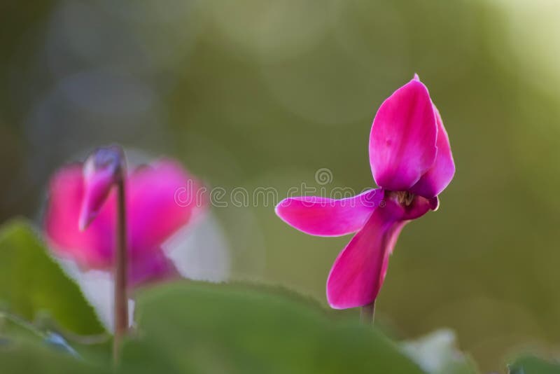 Cyclamen in vivid color stock photo. Image of garden - 97148786