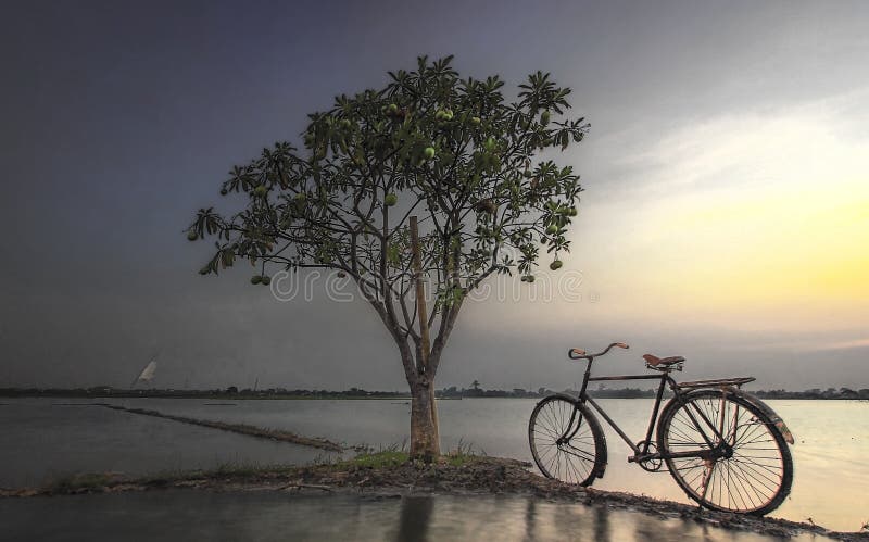 Cycle alone tree landscape stock image. Image of alone - 176829133