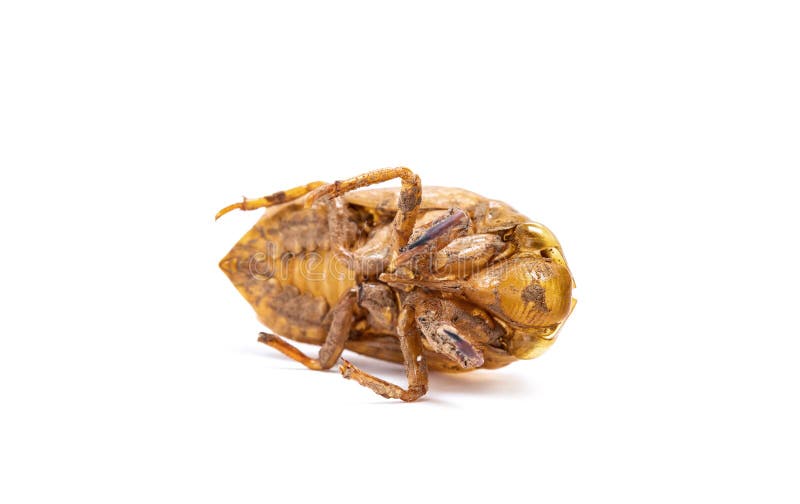 Cycle De Vie D'insecte, Mue De Cigale Photo stock - Image du fermer ...