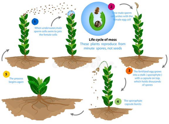 Cycle de vie de la mousse illustration stock. Illustration of spores ...