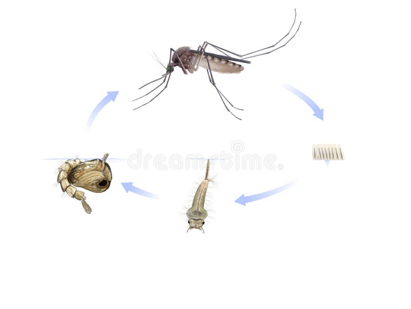 Cycle de vie de moustique illustration stock. Illustration du larves ...