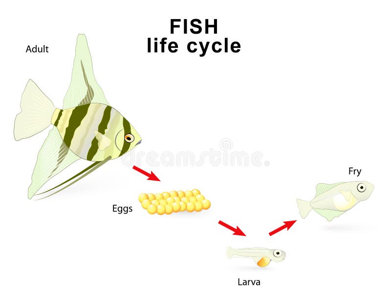 Cycle de vie des poissons illustration de vecteur. Illustration du ...