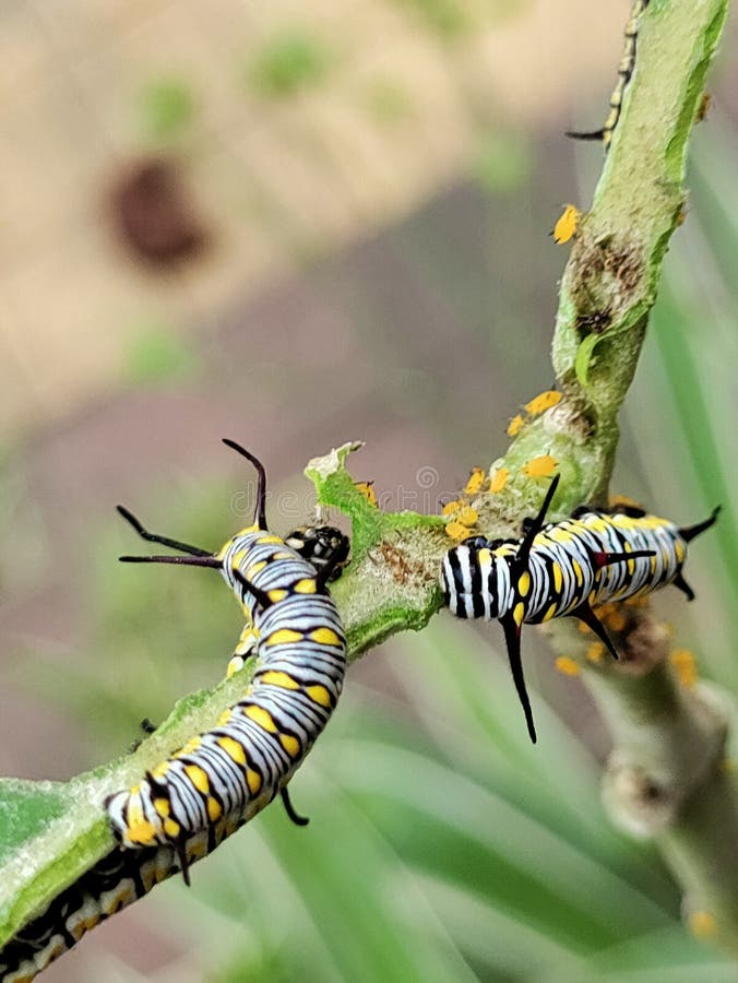 Cycle de vie des papillons photo stock. Image du jardins - 268124530
