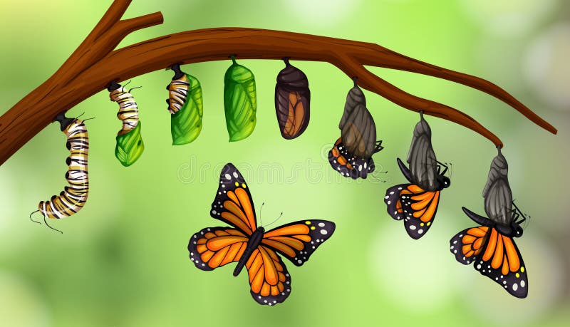Un Cycle De Vie De Papillon Illustration de Vecteur - Illustration du ...