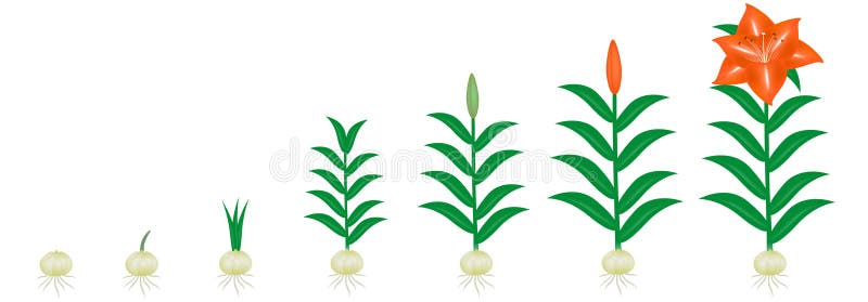 Life Cycle Lily Plant Stock Illustrations – 43 Life Cycle Lily Plant ...