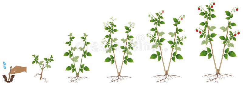 Raspberry Plants Growing Cycle