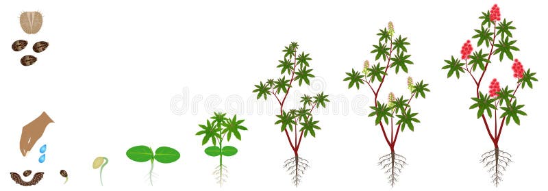 Cycle of Growth of Red Castor Plant on a White Background. Stock Vector ...
